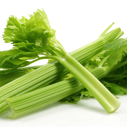 celery_01 | 激安資材なら青果農業資材.com